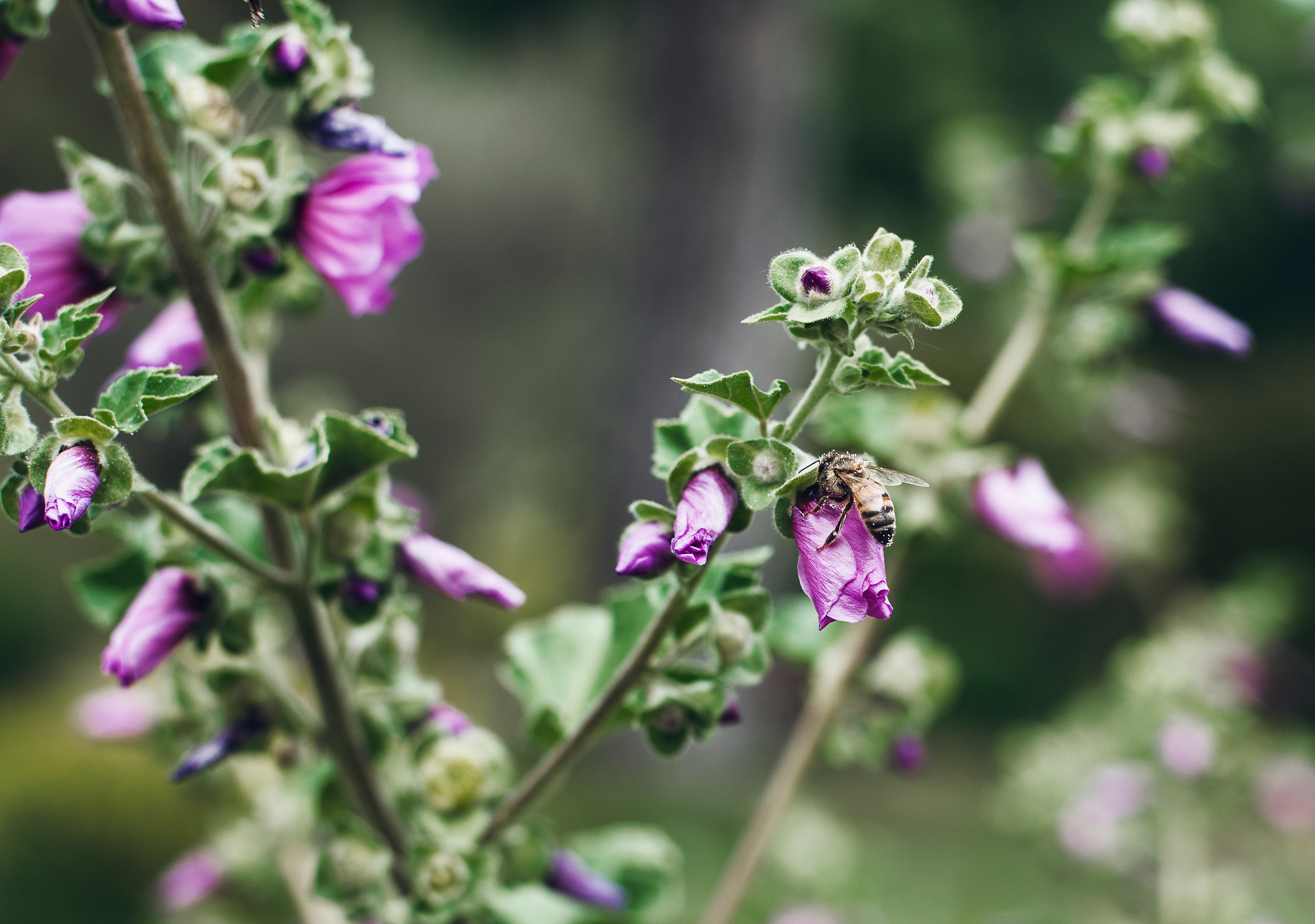 Slange Var | Slange Var - Non Alcoholic Drink - Cheers To Your health